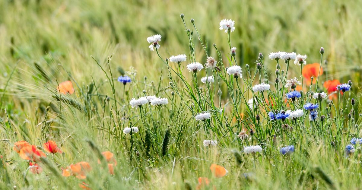 Préservation de moyens de subsistance Partenariat avec natur ëmwelt